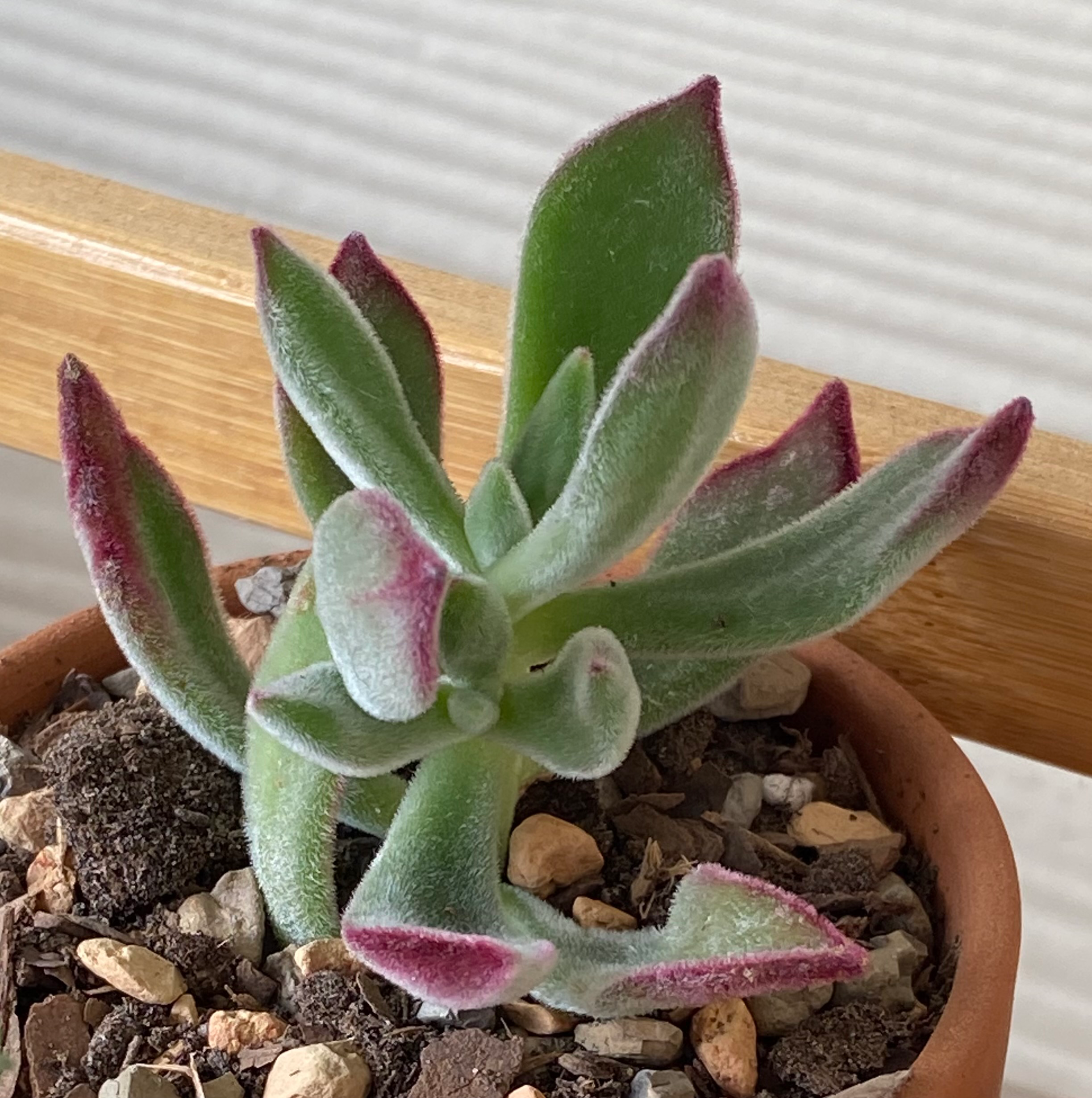 What Temperature Does My Echeveria pulvinata 'Ruby' Need?