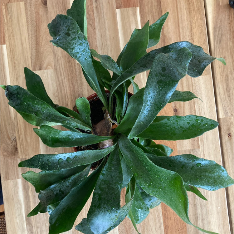 Propagating Elkhorn Fern: The Ultimate Guide