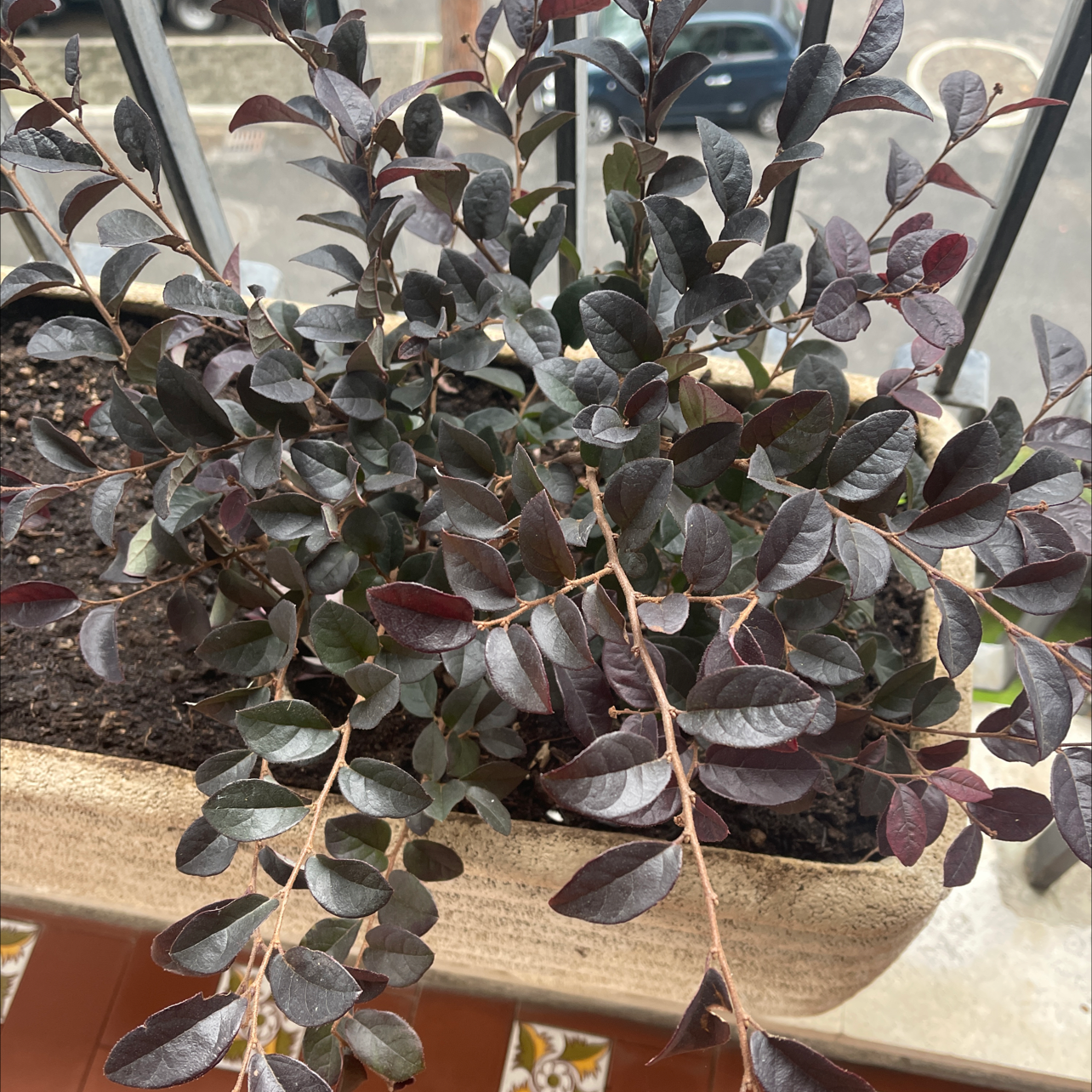 How to Know When to Repot a Chinese Fringe Flower?