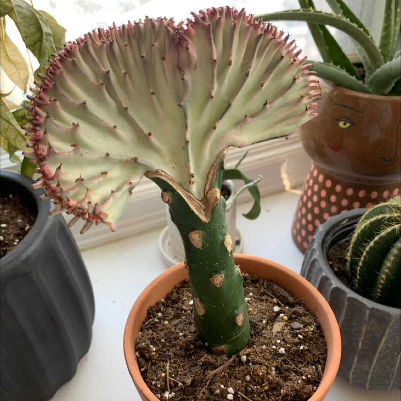 How to Get a Candelabra Cactus to Bloom