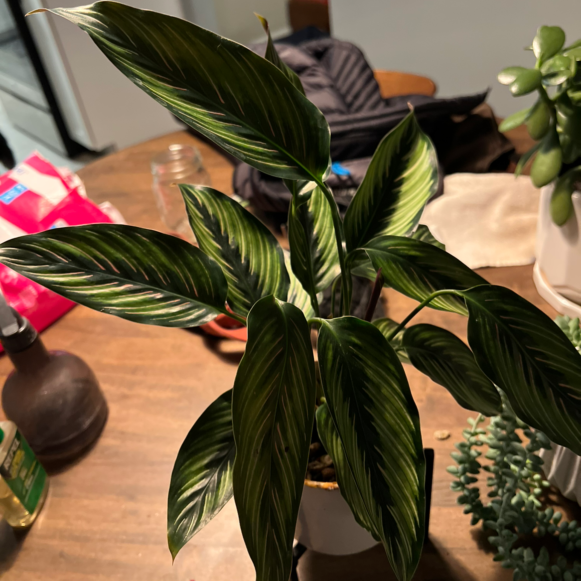 💧 Why Are My Calathea 'Beauty Star' Leaves Droopy?