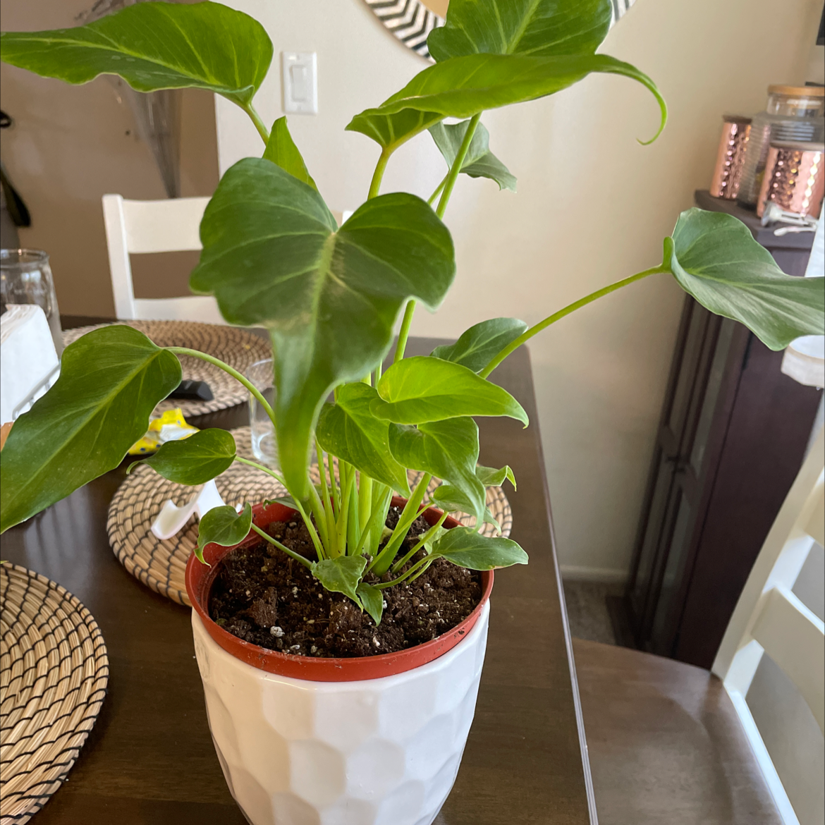 How Do I Propagate My Chinese Taro?