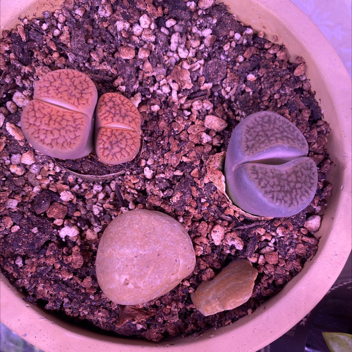🪨 Propagating Lithops: Step-by-Step Guide