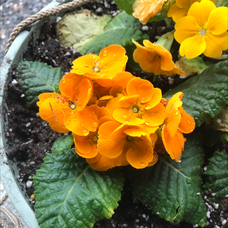 Why Is My Common Primrose Not Doing Well?
