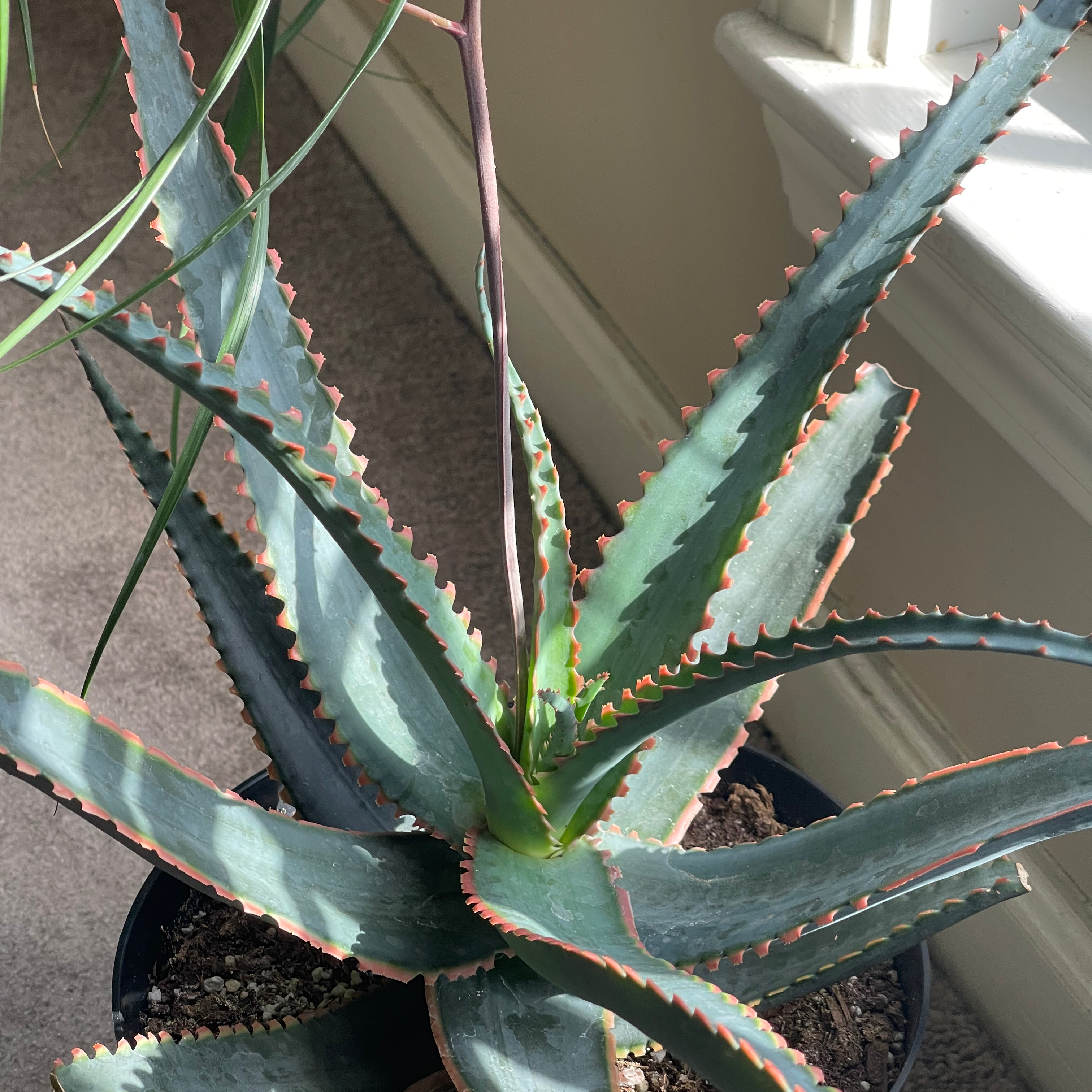 Personalized Aloe 'Swordfish' Care: Water, Light, Nutrients | Greg App