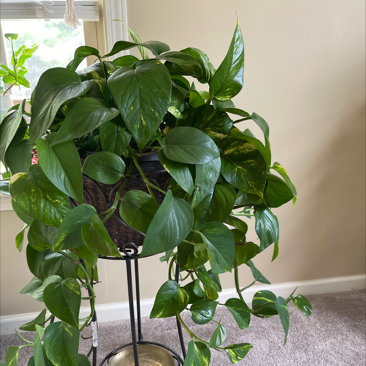 Choosing Fertilizer For My Hawaiian Pothos