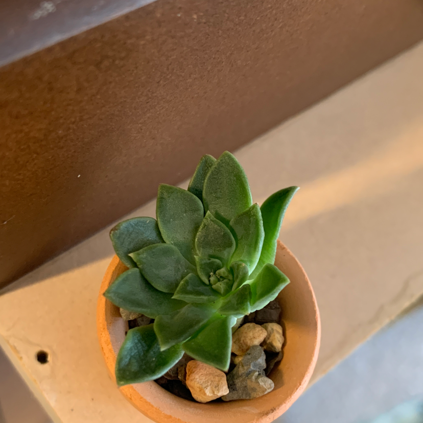 Common Taciveria 'Tasha' Problems