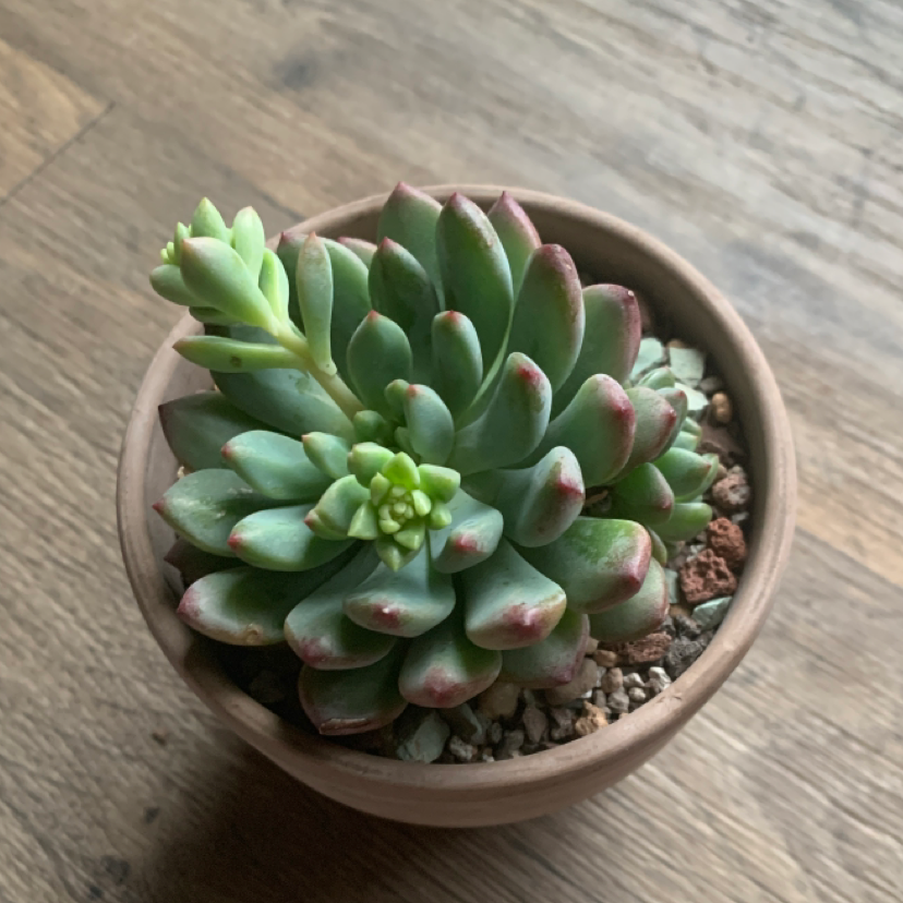 🌞 Your Sedeveria 'Blue Elf''s Sunlight Needs