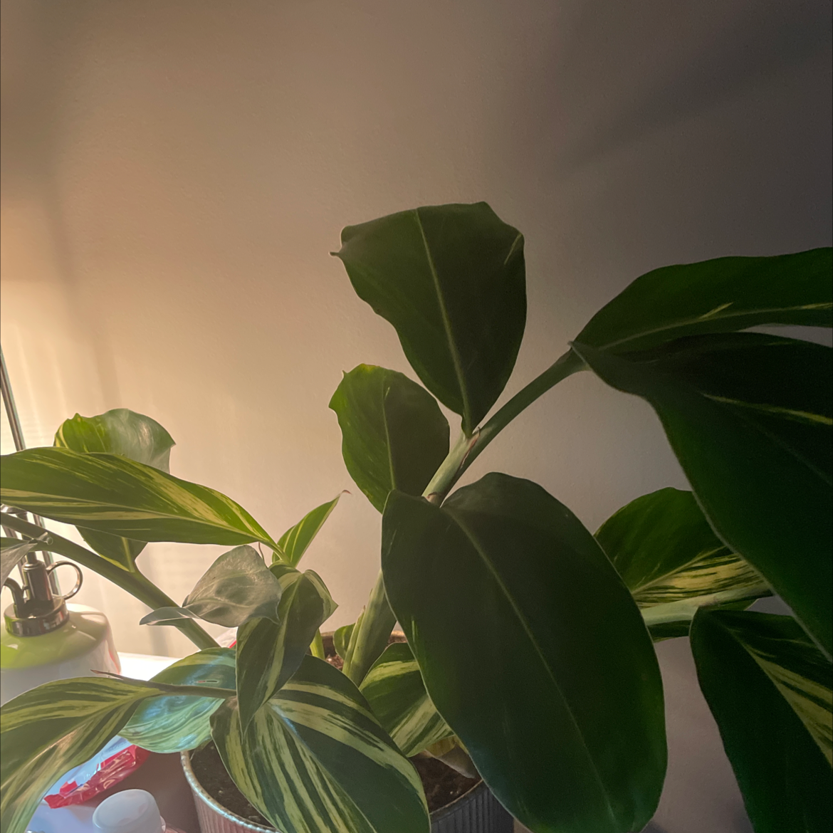 Why Are My Variegated Shell Ginger Leaves Curling?