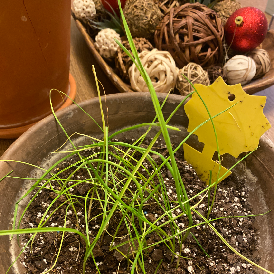 Why Are There Brown Spots on My Garlic Leaves?