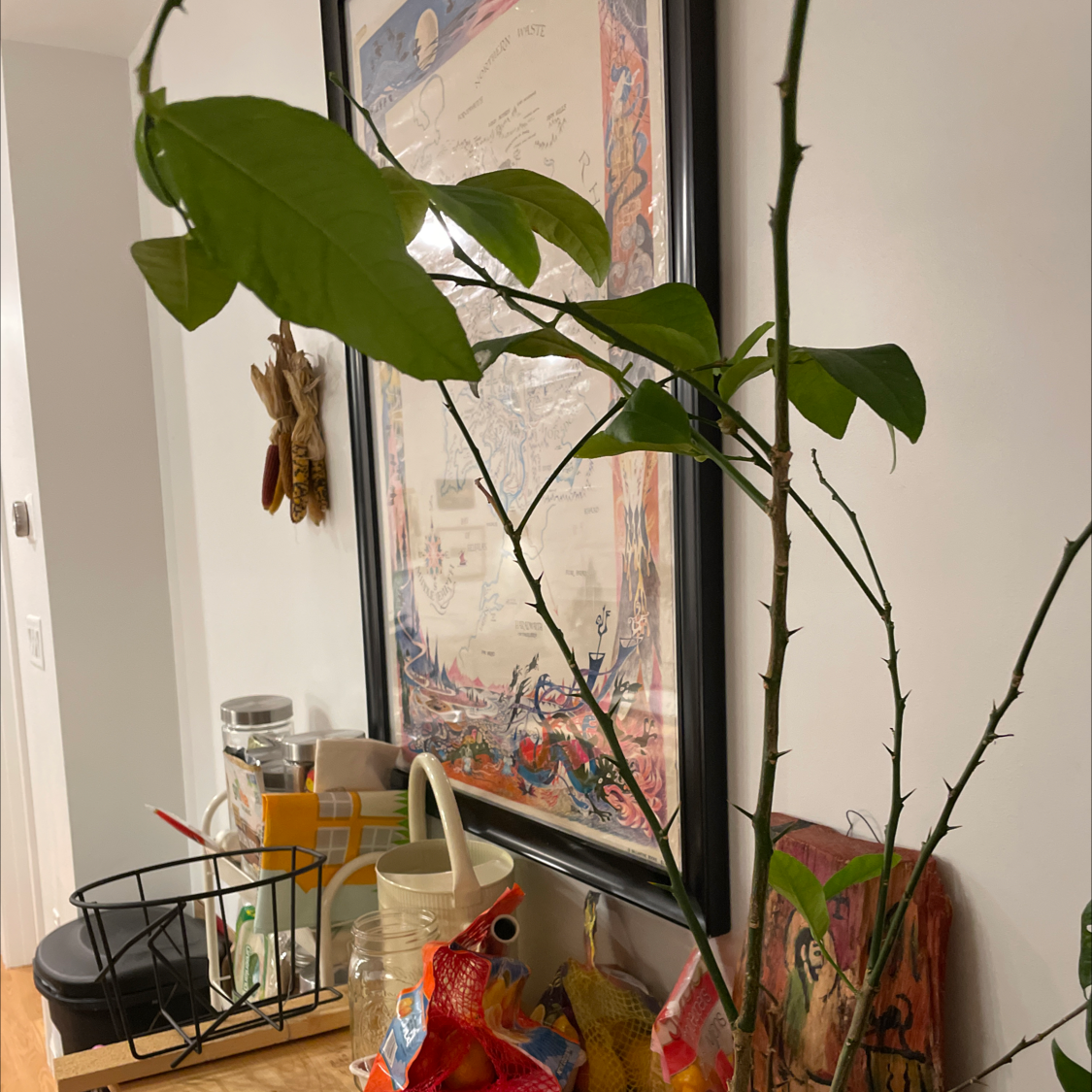 🍋 Why Are My Key Lime Tree Leaves Curling?