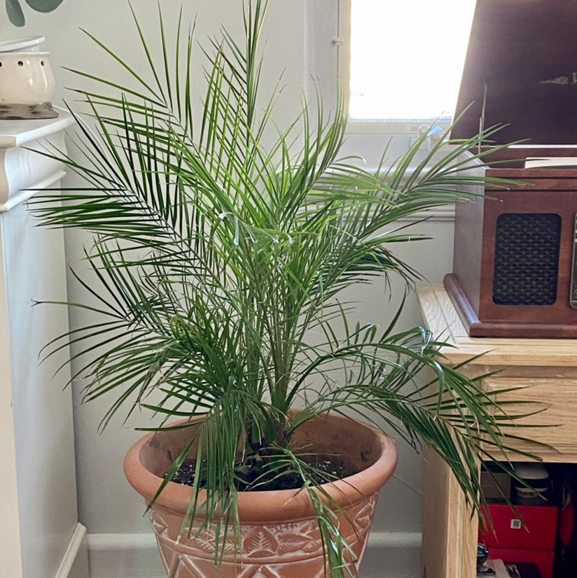 🌞 Is My Pygmy Date Palm Getting Too Much Direct Sunlight?