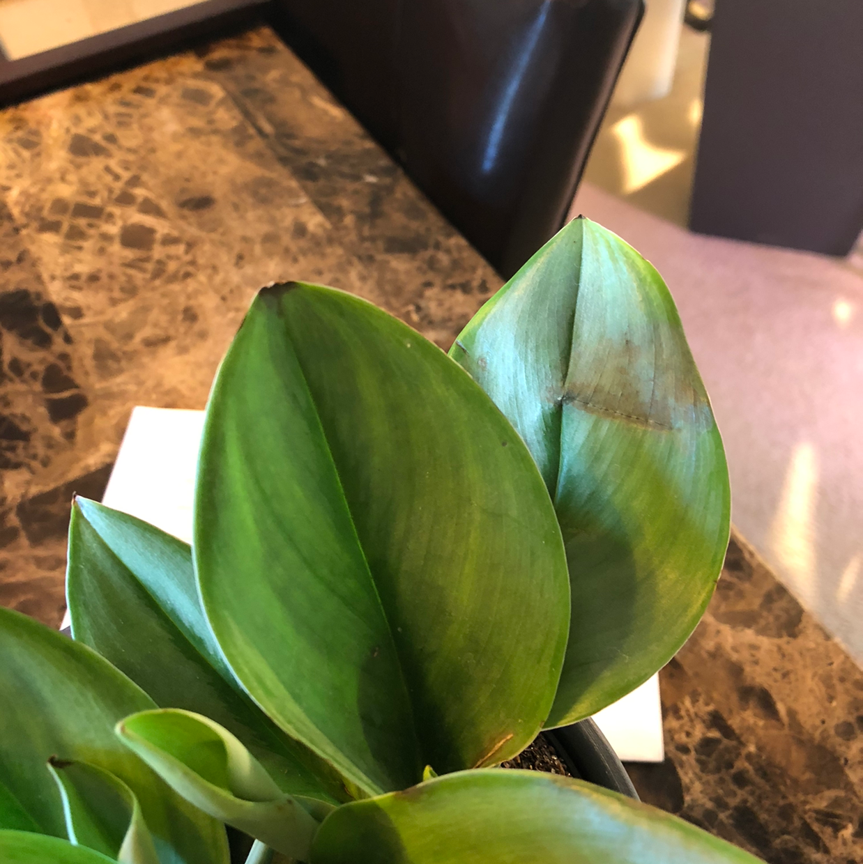 💧 Why Are My Scindapsus Moonlight Leaves Mushy?
