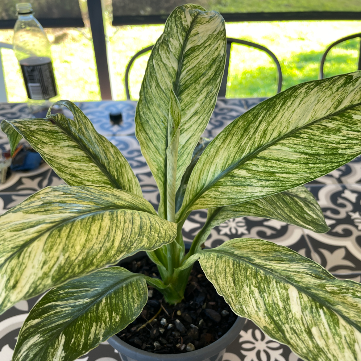 Soil Recommendations for Variegated Peace Lily