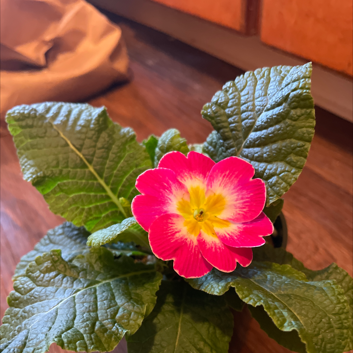 What Should I Do When Common Primrose Leaves Turn Yellow?