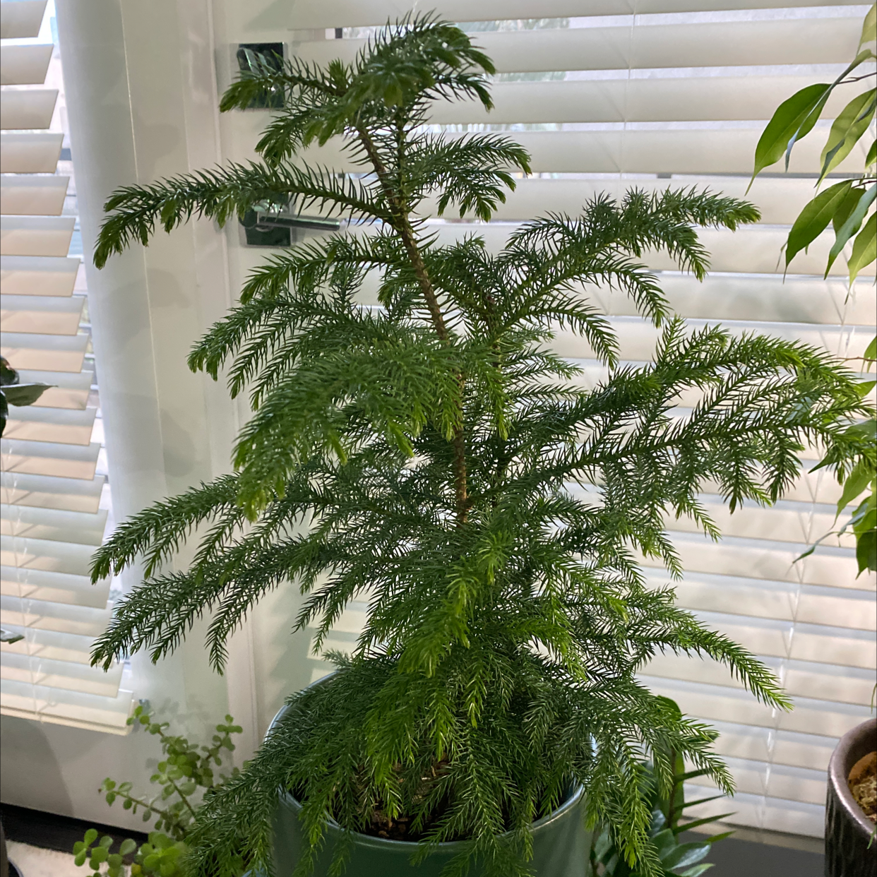 Leaf Erickson | A plant by @ObscuraSacrata on Greg