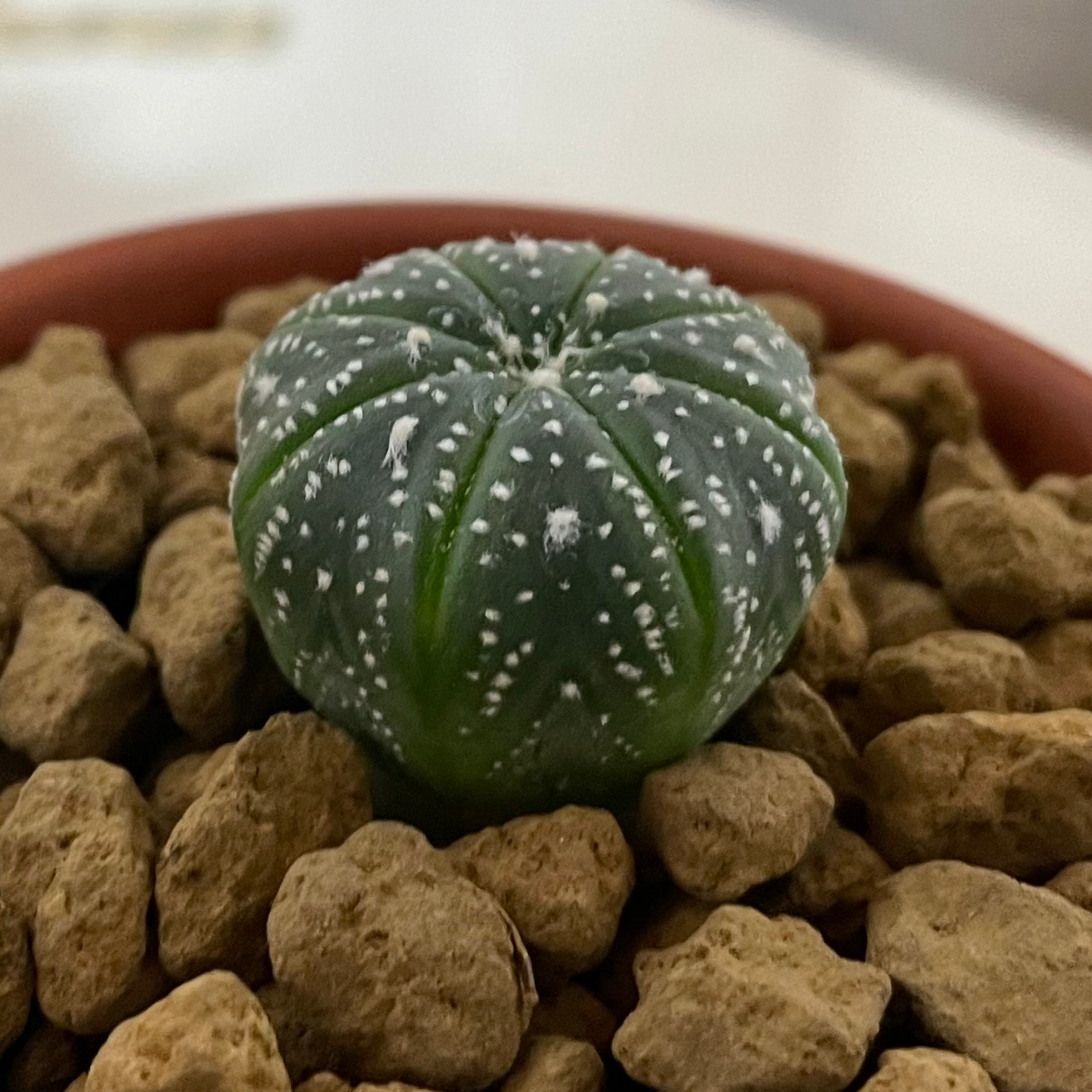 Why Are My Sand Dollar Cactus Leaves Curling?
