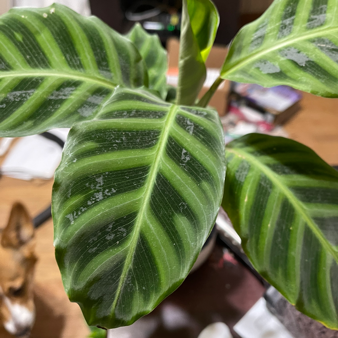 🥴 Why Are My Zebra Calathea Leaves Droopy?