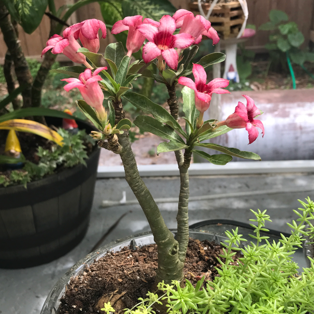 How To Get A Desert Rose Plant To Bloom 🌹