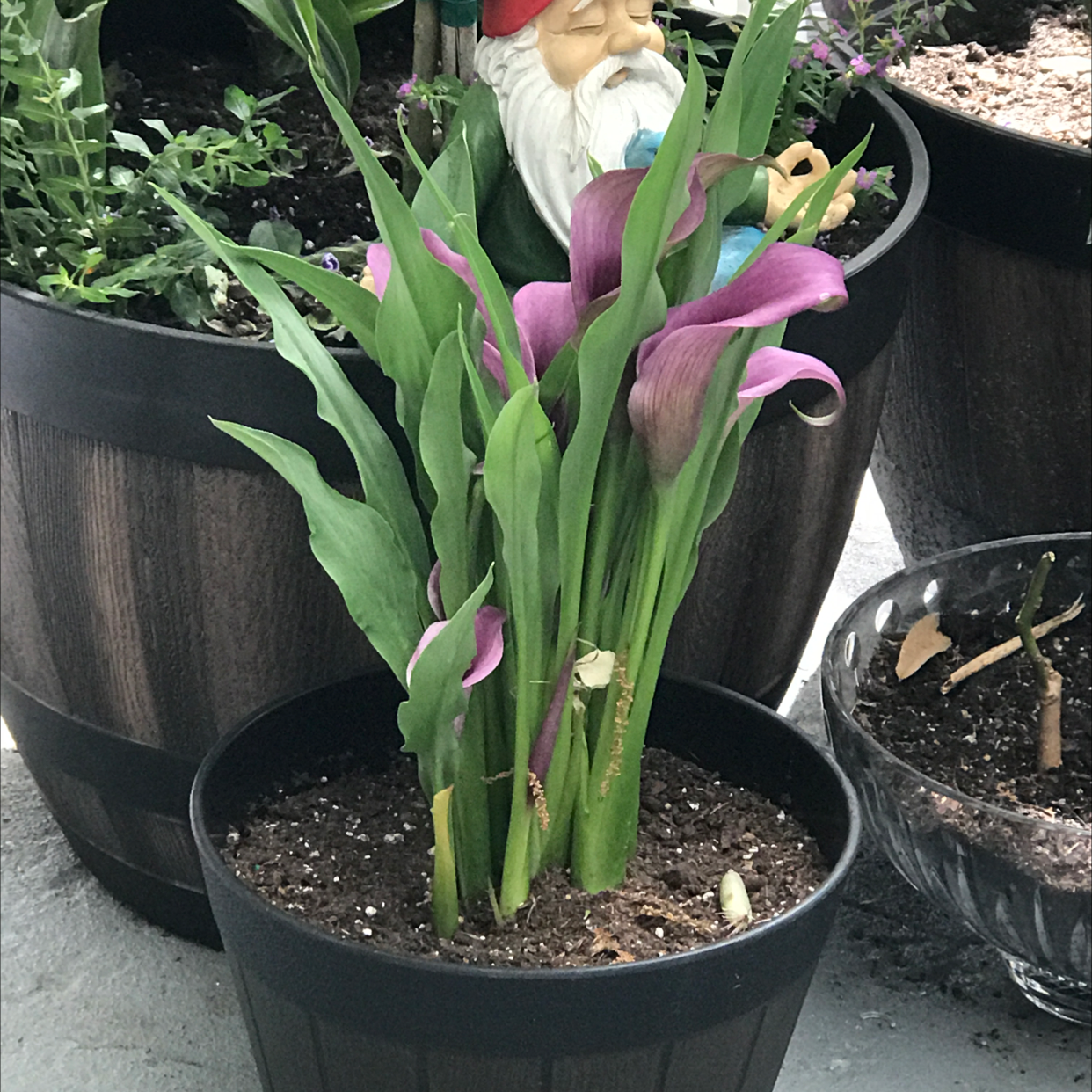 How Should Calla Lily Be Cut Back? ️