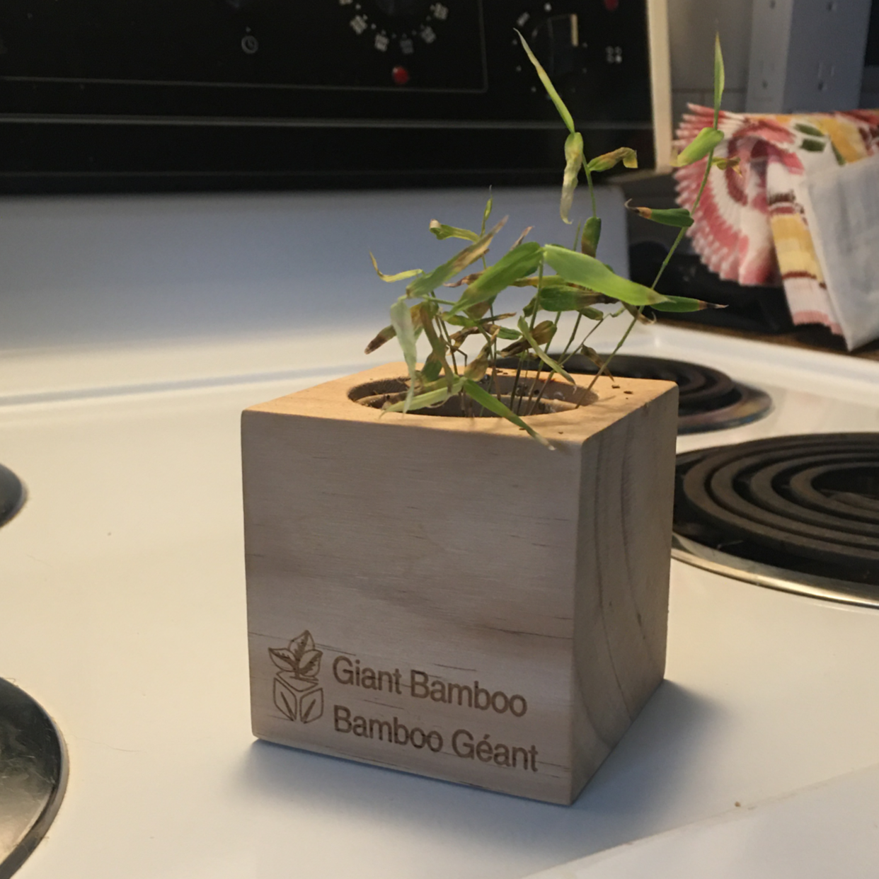 How Do I Cure common bamboo root rot?