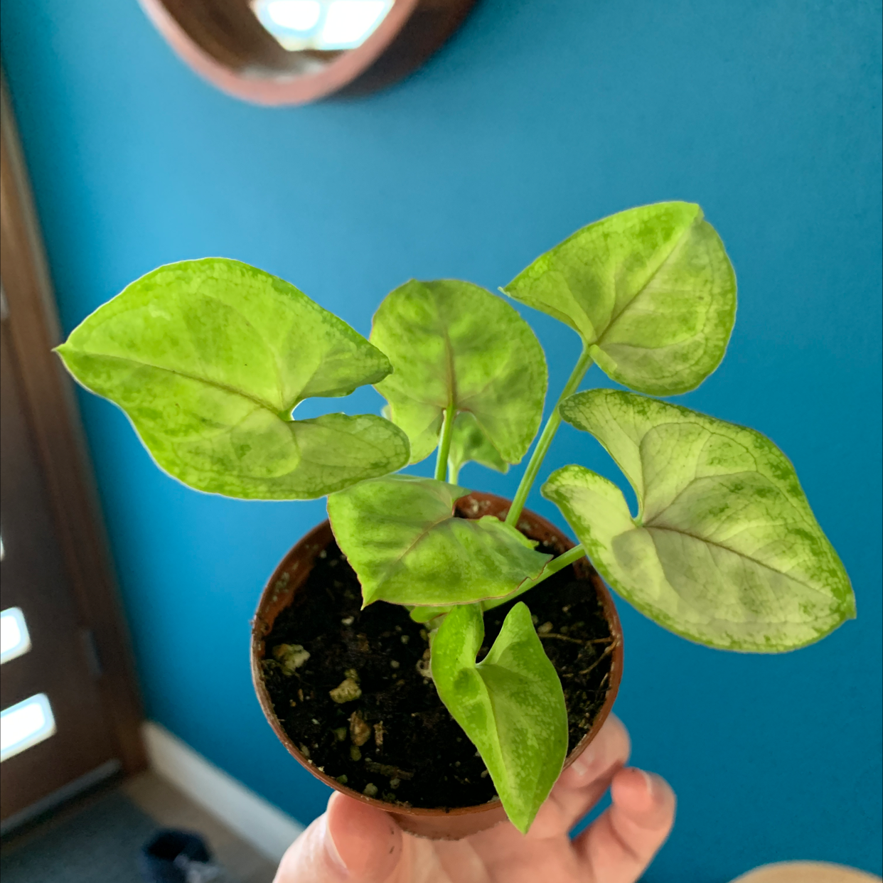 Propagating My Syngonium 'Gold Allusion': Step-by-Step Guide
