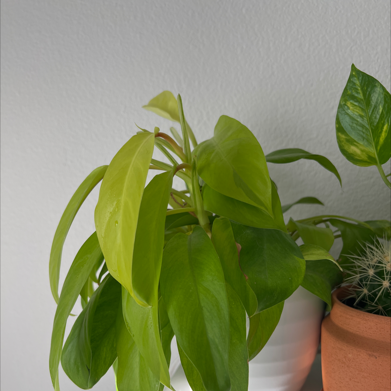 10 Advantages of Having a Philodendron 'Malay Gold'