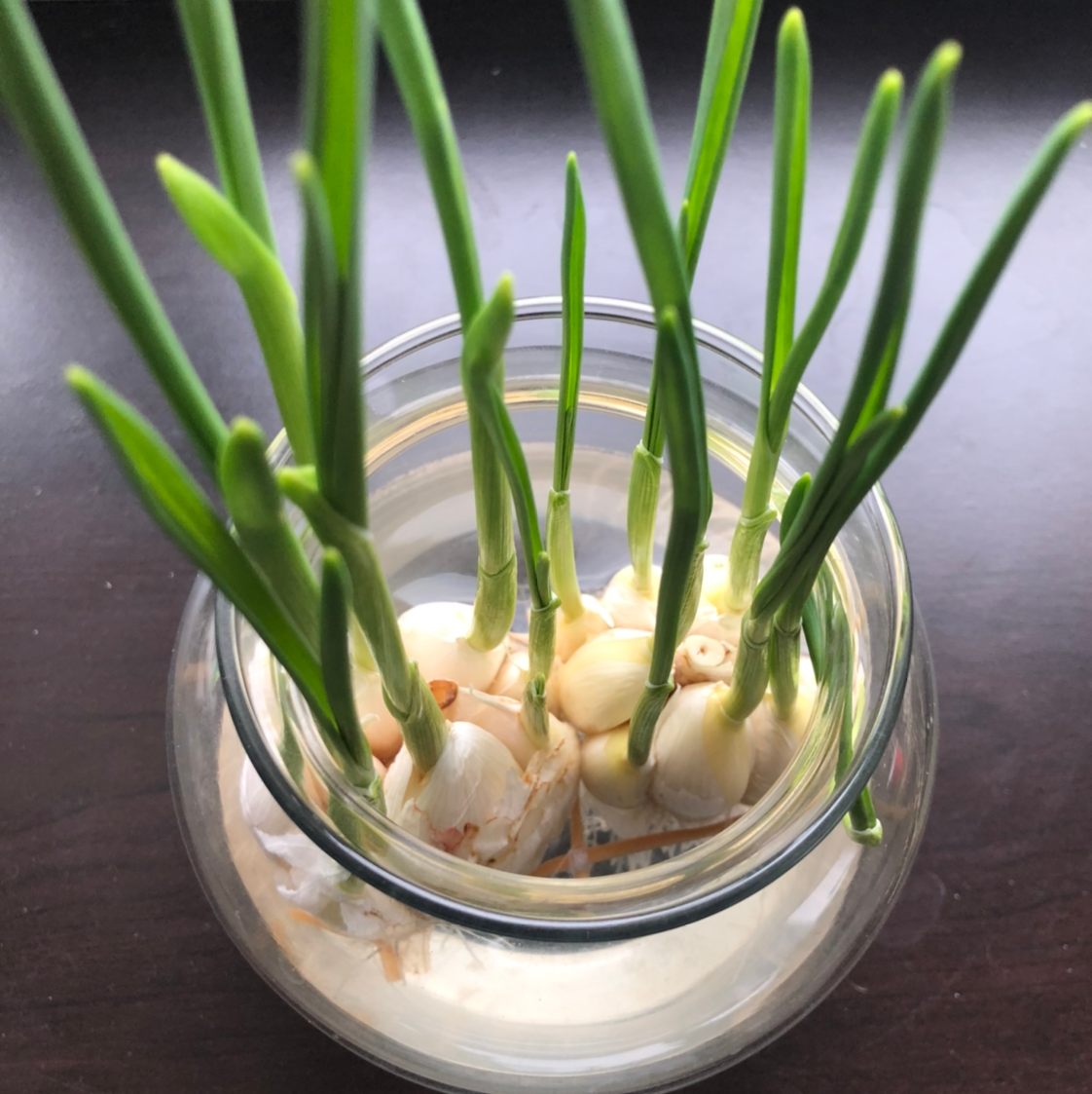 Propagating Your Garlic: Step-by-Step Guide