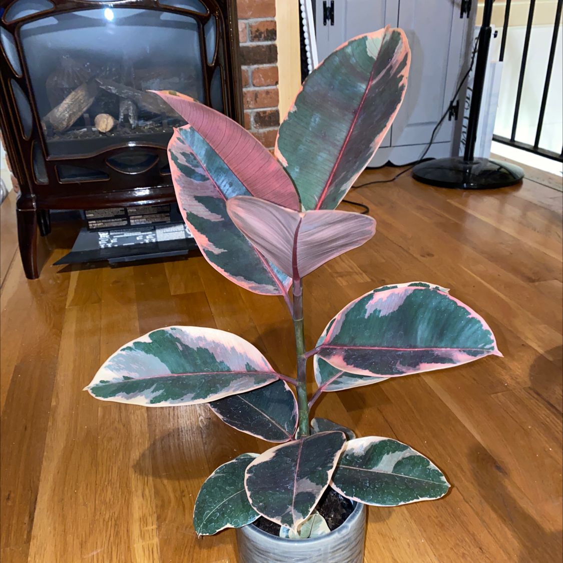 Best Potting Soil Mix for Ficus 'Ruby'