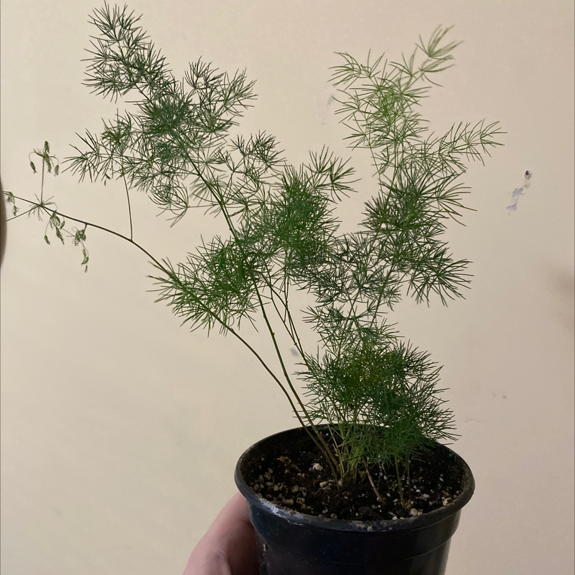 Ming Fern - Ultimate Guide to Fertilizing