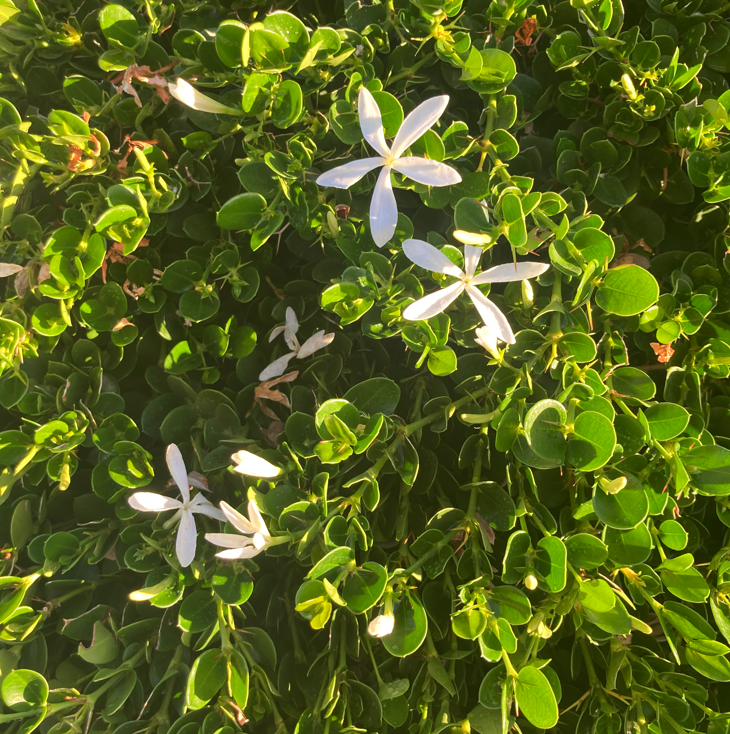 🌸 What Do Natal Plum Flowers Mean?