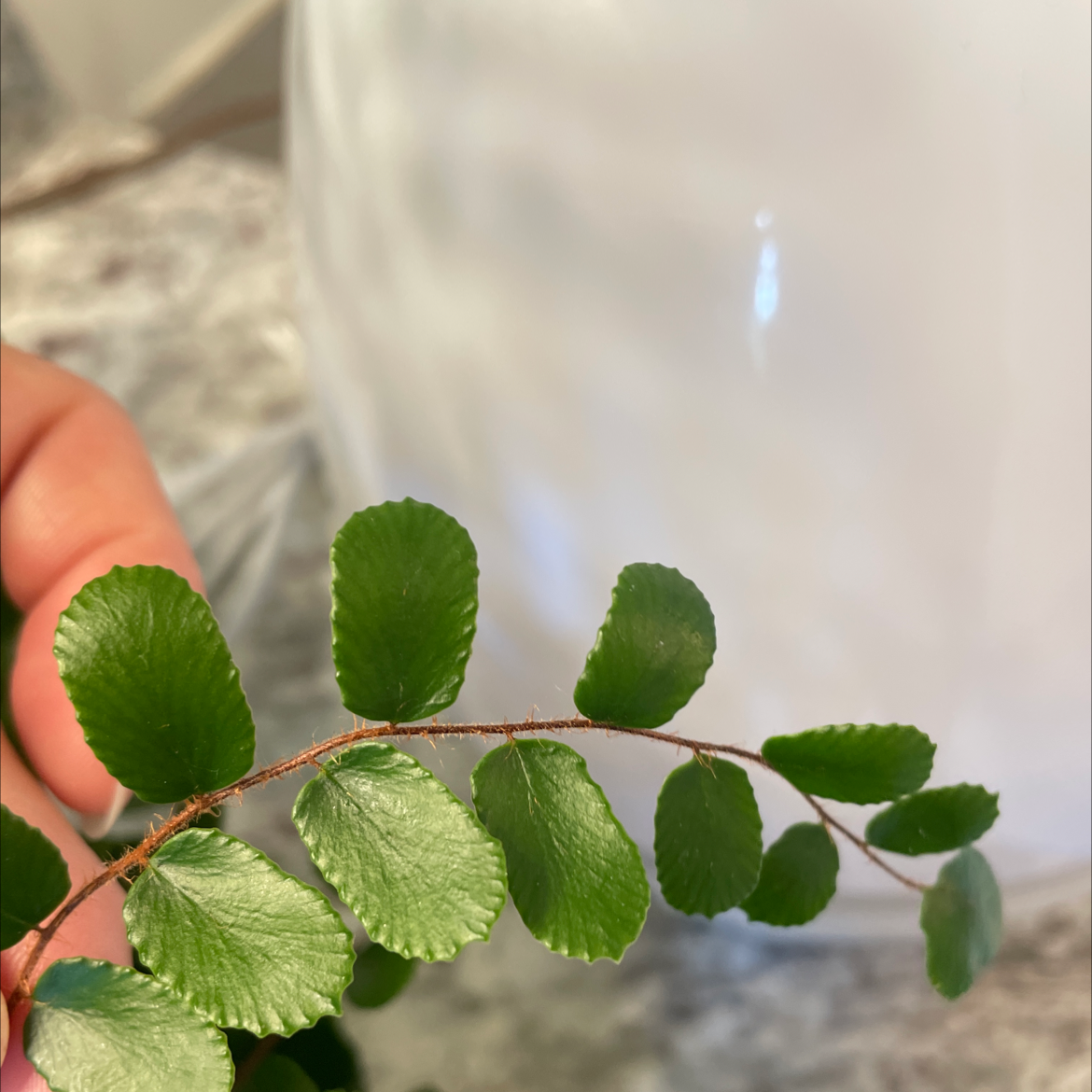 Symbolism and Benefits of the Pellaea rotundifolia