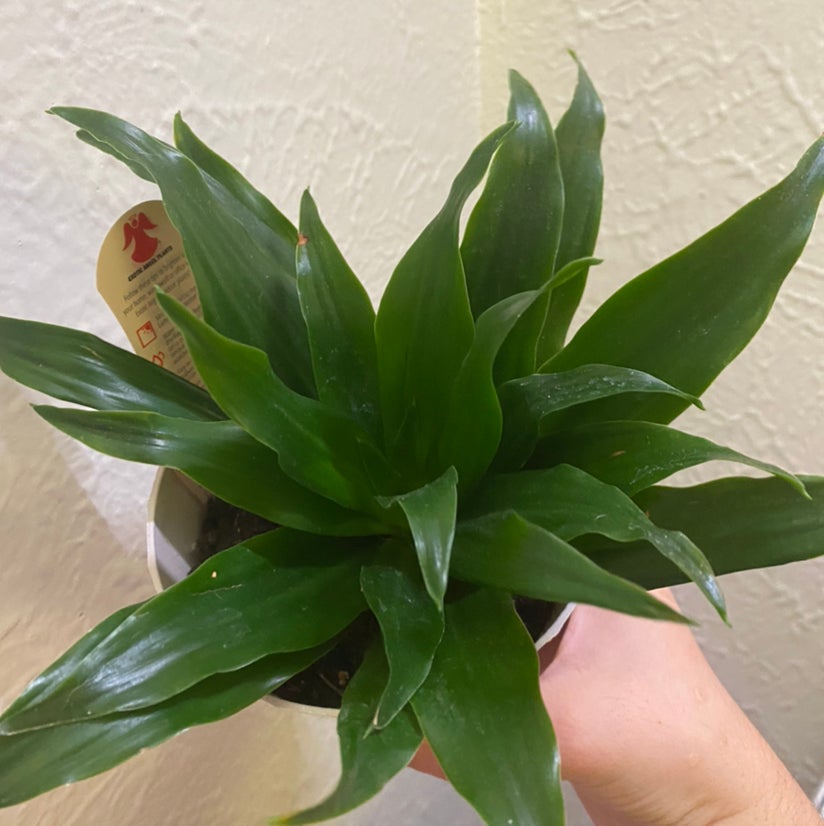 🌤 Light Requirements For My Dracaena 'Janet Craig Compacta'