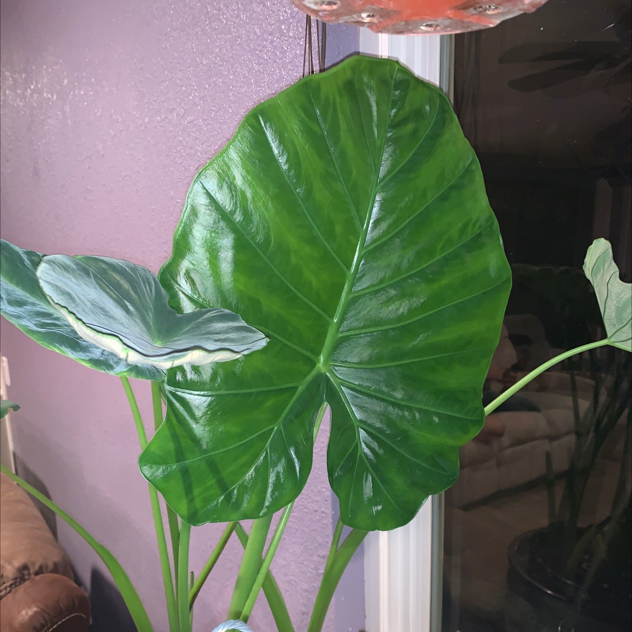 💧 Why Are My Alocasia 'Calidora' Leaves Curling?