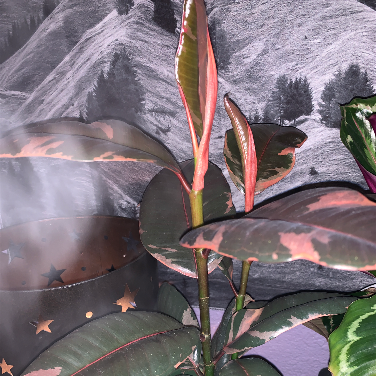 Symbolism And Benefits Of The Ficus 'ruby'