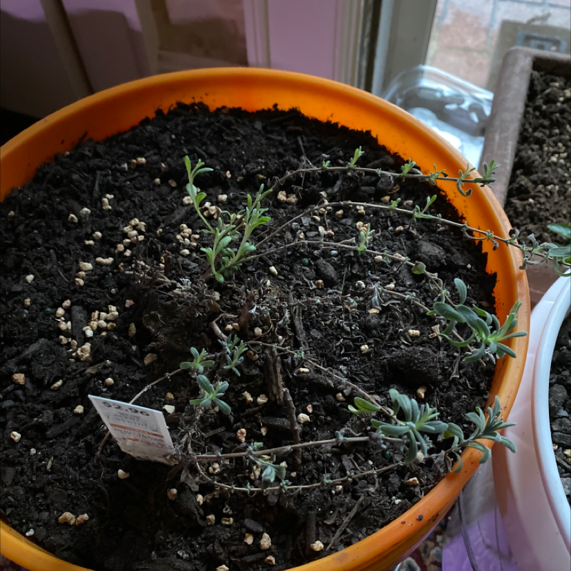 💜 How Can You Tell If A Lavender Is Dying?