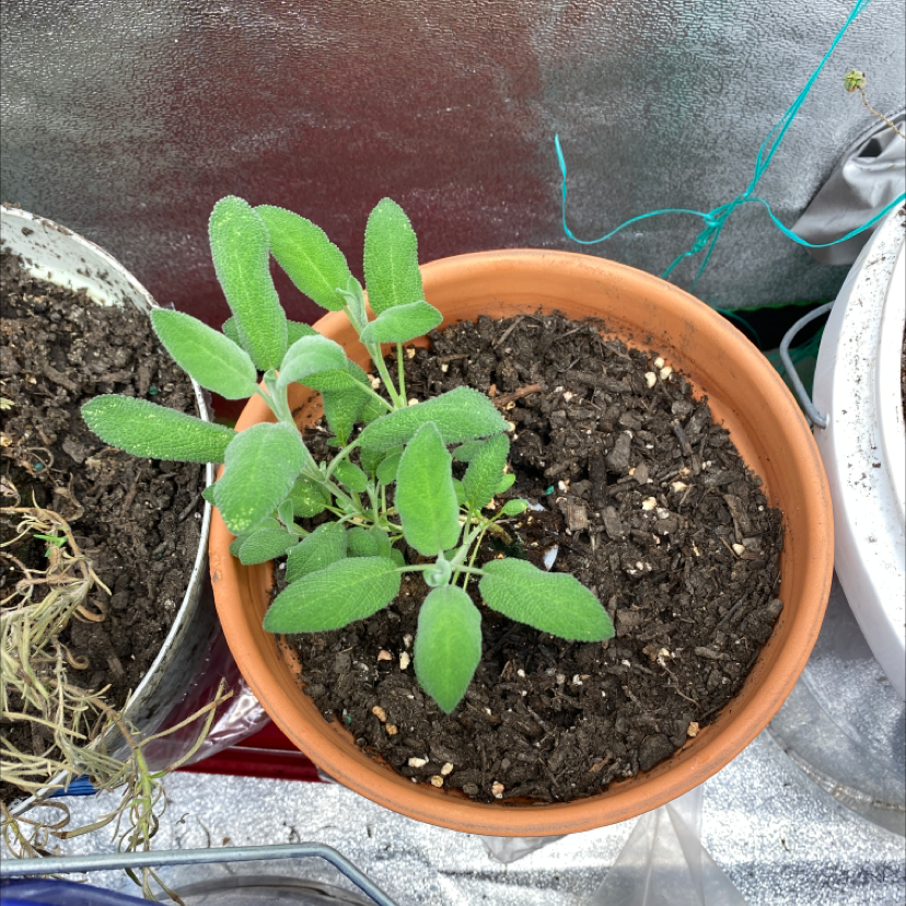 How Do I Cure Common Sage Root Rot?
