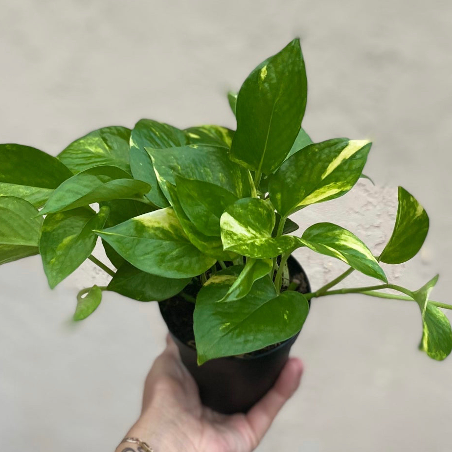 🌞 Year-Round Light Requirements For My Hawaiian Pothos