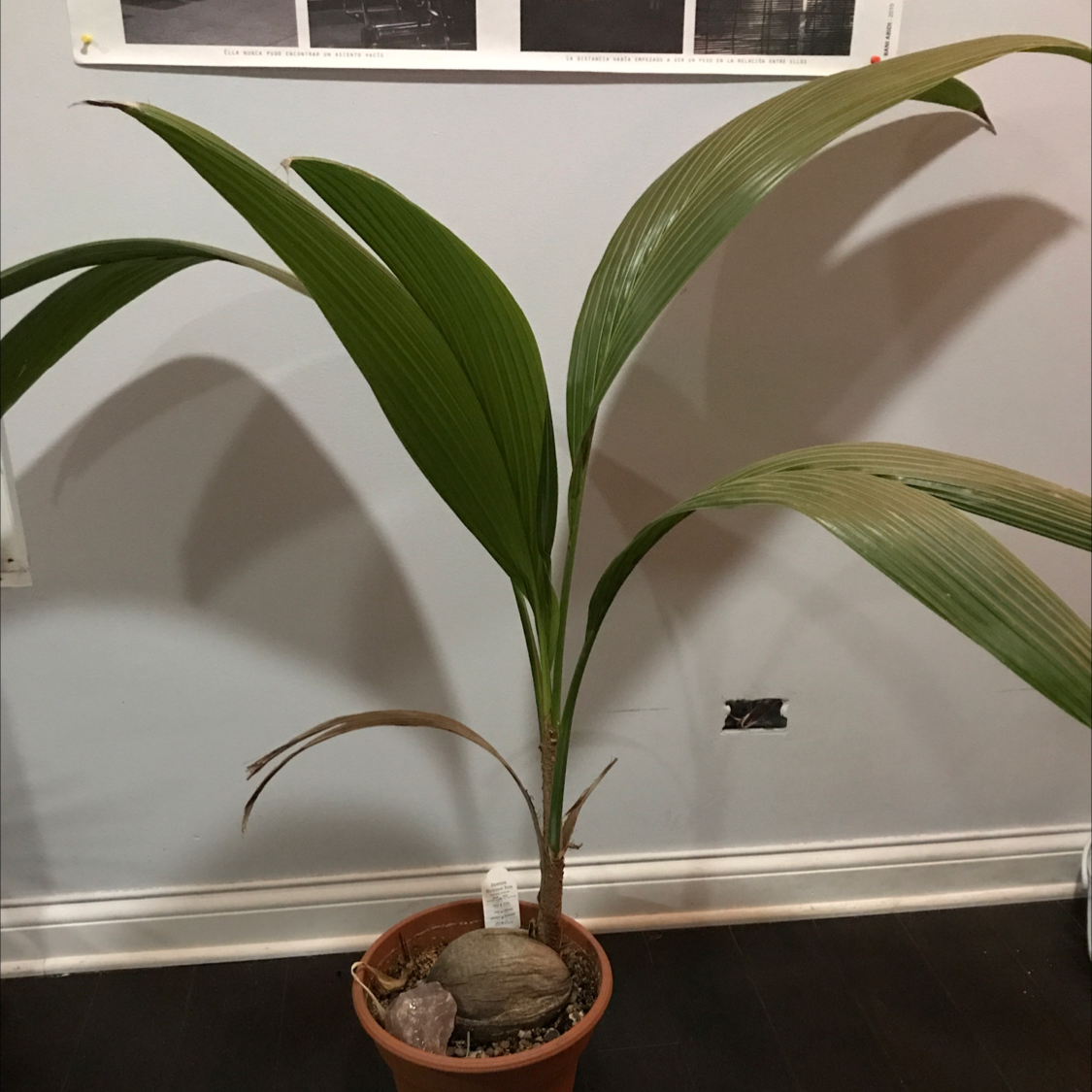 Why Are There Brown Spots on My Coconut Leaves? 🥥