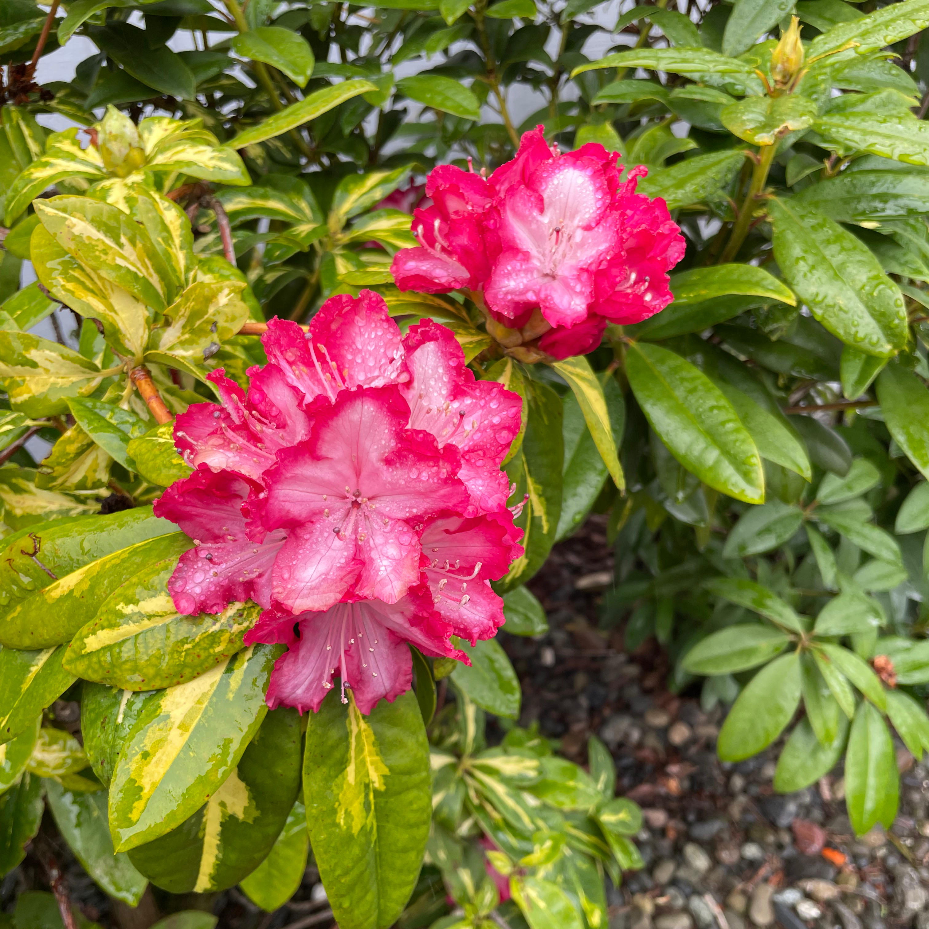 10 Advantages of Having a Alpenrose