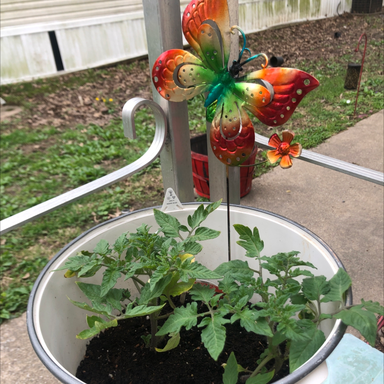 Propagating Tomato Plant: The Ultimate Guide