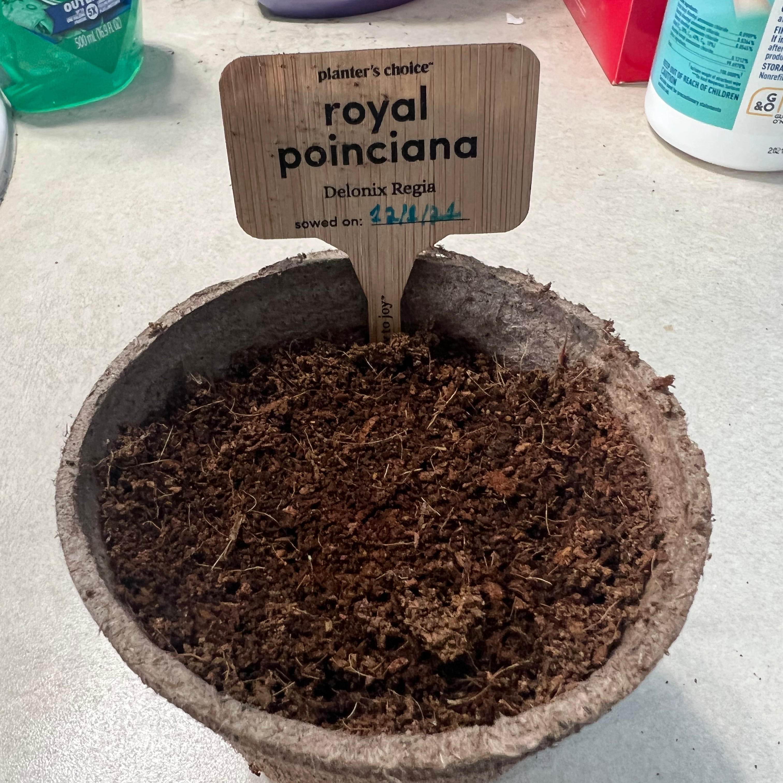 Soil Recommendations for Royal Poinciana Tree