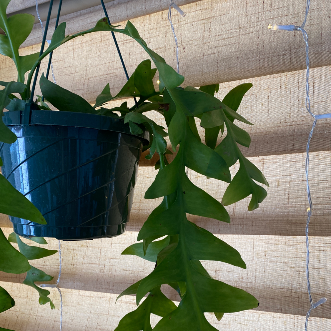 Common Fern Leaf Cactus Problems