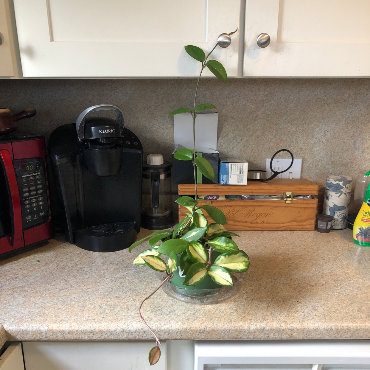 Variegated Hoya Carnosa 'compacta' Yellow Leaves