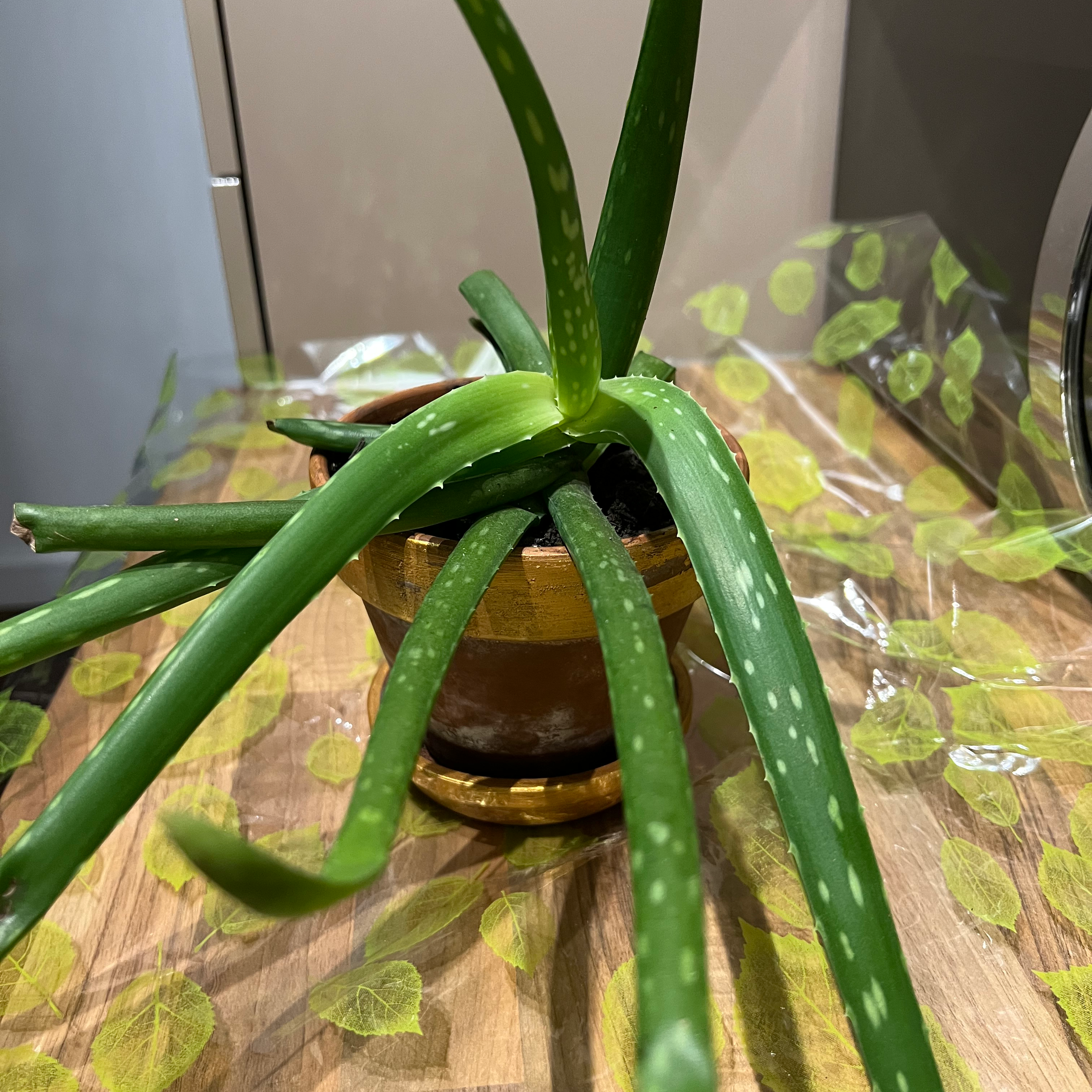 Athena | A plant by @CamillaS on Greg