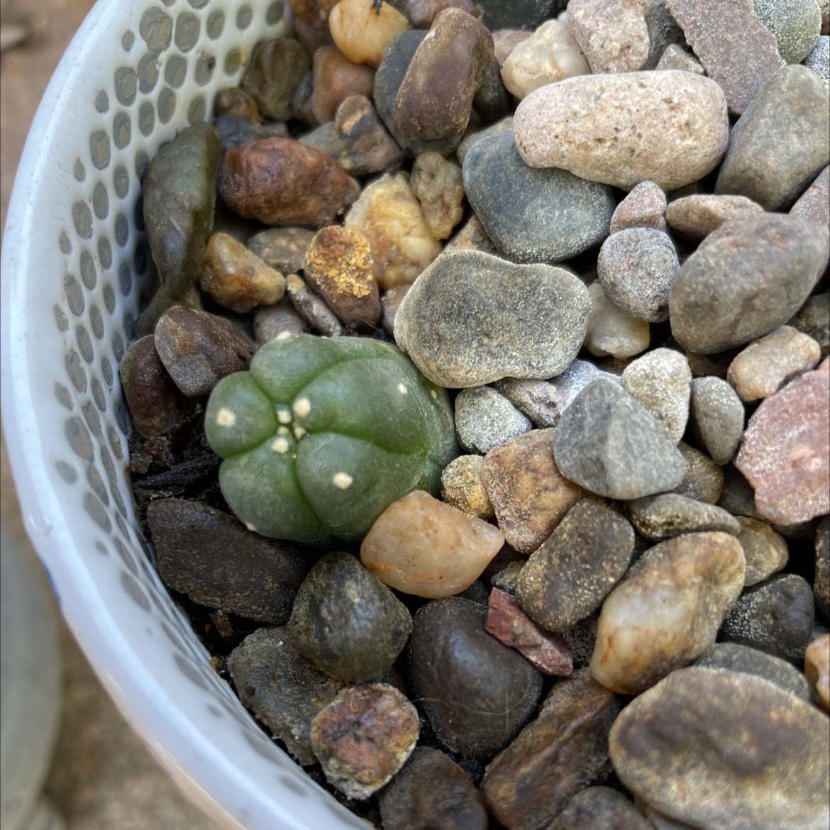 How to Propagate Your Peyote