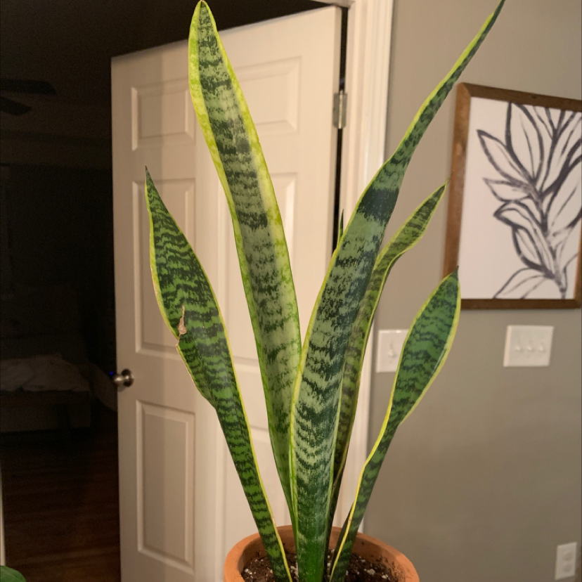 Spiky the Snake | A plant by Keren on Greg