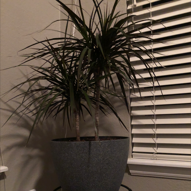 🐛 What To Do About Bugs on My Magenta Dragon Tree?