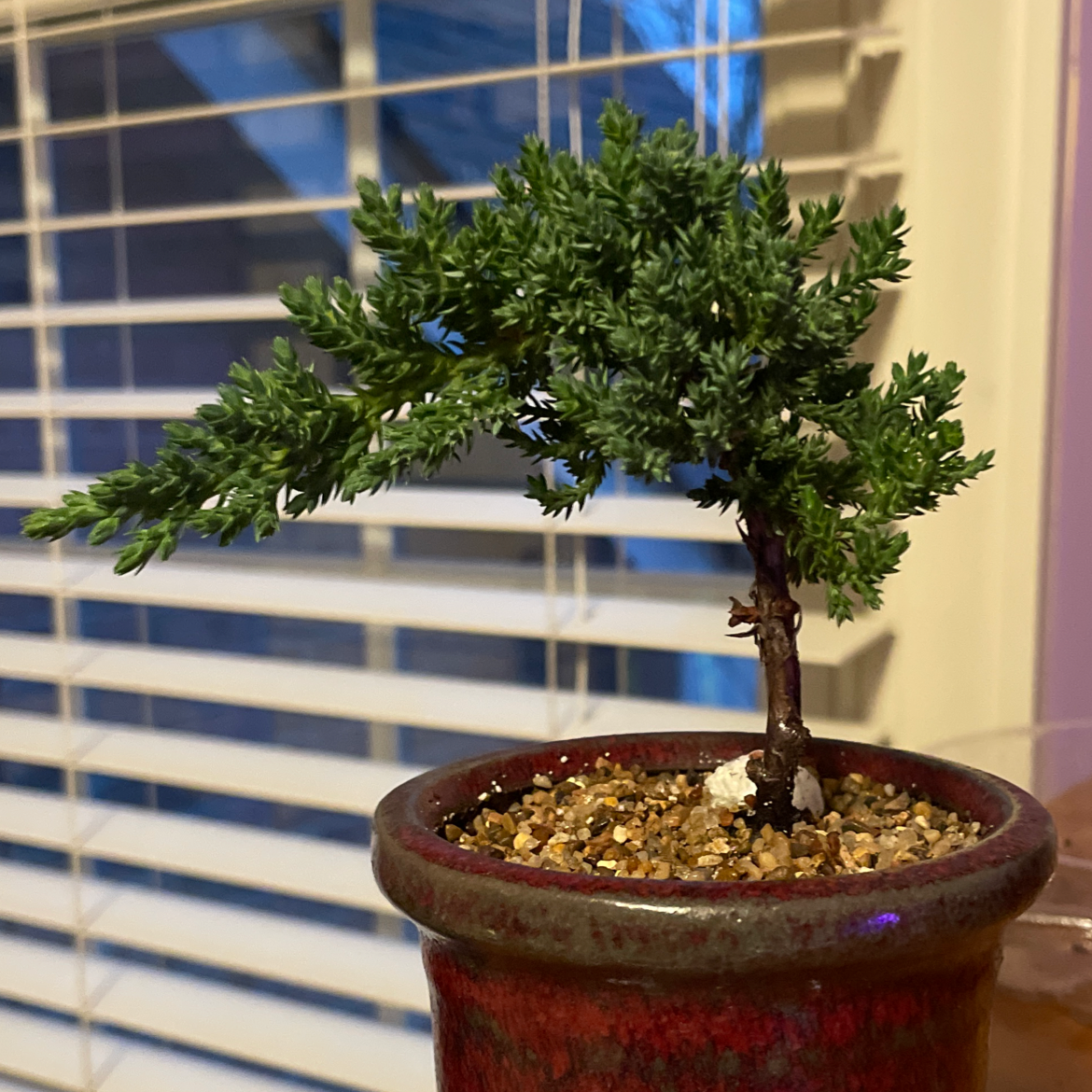 🌫 How Much Humidity Does My Japanese Garden Juniper Need?