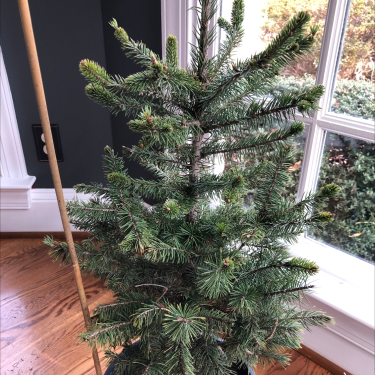 Propagating Blue Spruce: The Ultimate Guide